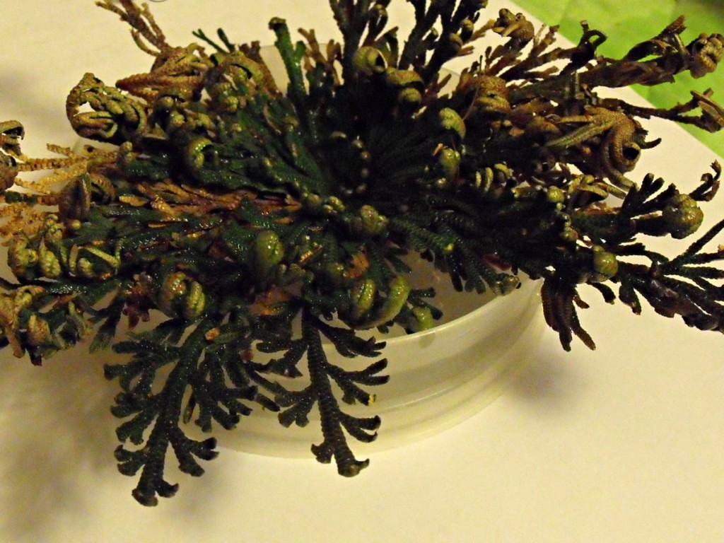 Day 139/365: Rose of Jericho, Resurrection Plant, A Sunday School Lesson