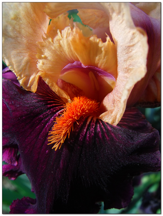 Day 173/365: Iris Garden Tour