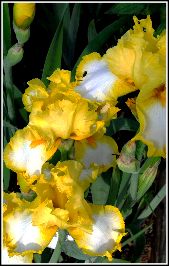 Day 173/365: Iris Garden Tour