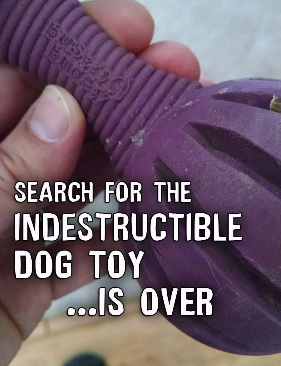 Finally Found an Indestructible Squeaky Dog Toy! - 3 Quarters Today