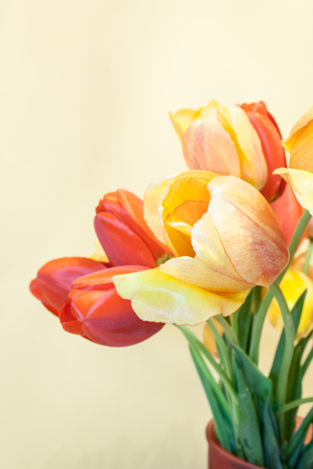 How to do Photograph Flowers, My Favorite Spring Hobby